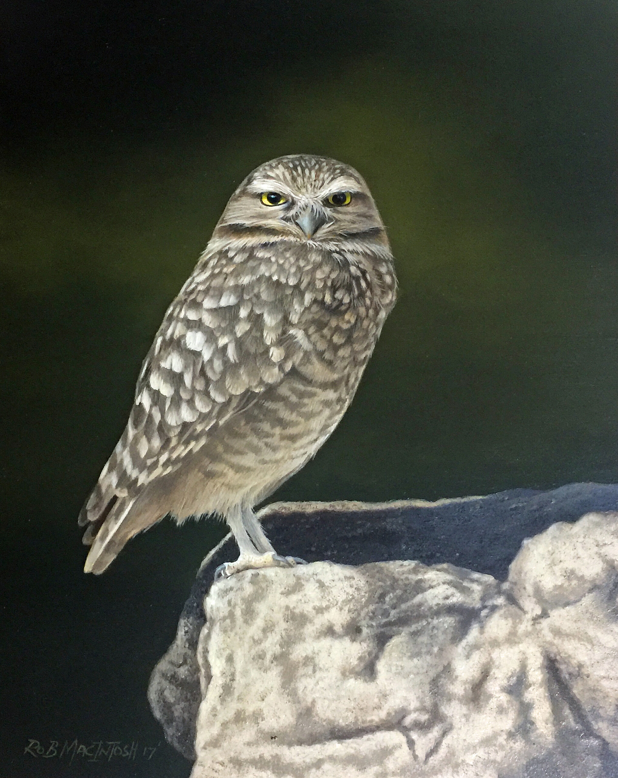 Burrowing Owl - Mo's Gallery